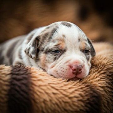 "american bully micro" - Cachorros no Brasil