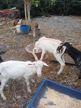 "bode filhote" no Brasil