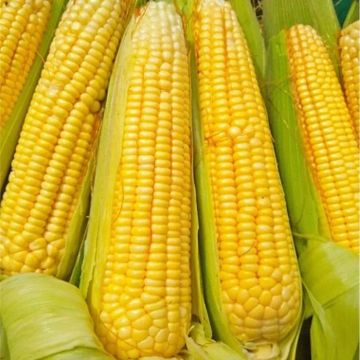 "saco de milho" no Brasil