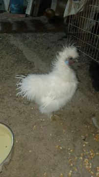 Animais para agropecuária no Ceará