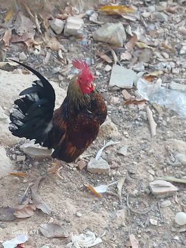 "galinhas garnizes" no Brasil