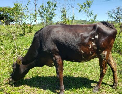 "vaca jersey" - Animais para agropecuária no Brasil