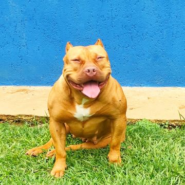 "cachorros pit monster" - Cachorros no Brasil