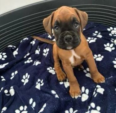 "cachorro raca box" no Brasil