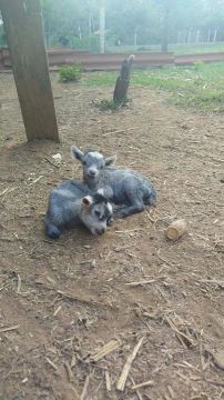 "mini cabras" no Brasil