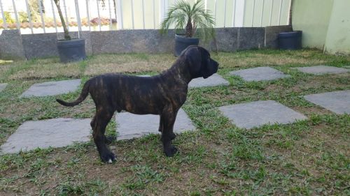 "cane corso" - Cachorros no Brasil