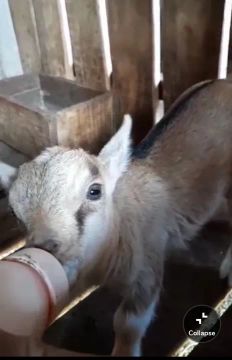 "mini cabras" no Brasil