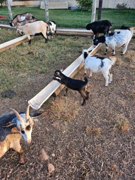 "mini cabras" no Brasil