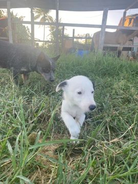 "bode filhote" no Brasil