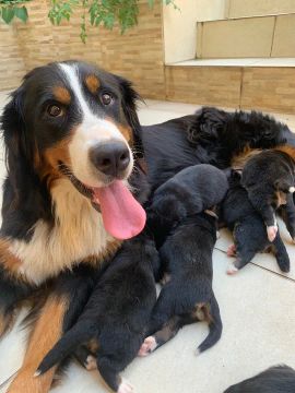 "filhotes de bernese" - Cachorros no Brasil