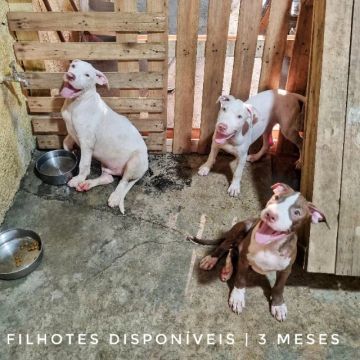 "apbt tradicional" no Brasil