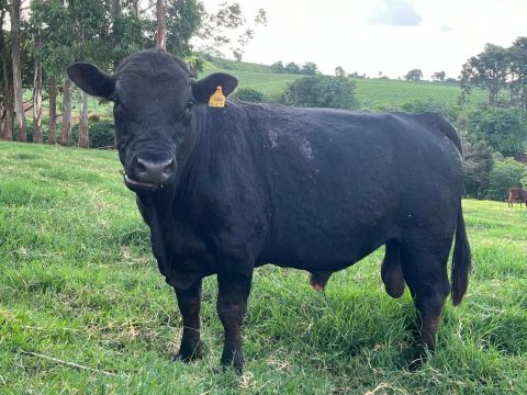 "bezerro angus" no Brasil