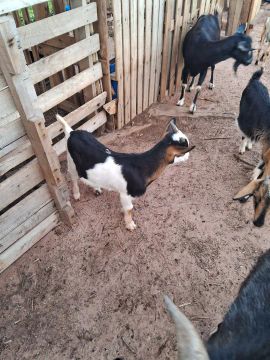 "mini cabrito" no Brasil