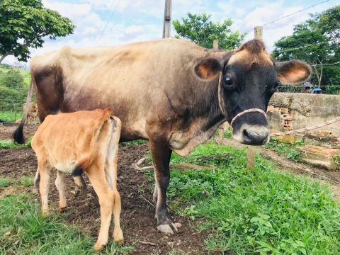 "vaca jersey" - Animais para agropecuária no Brasil