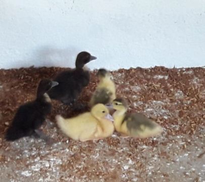 "filhotes de patos" - Outros animais no Brasil