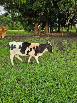 "mini vaca" - Animais para agropecuária no Brasil