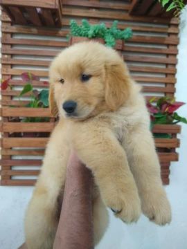 "filhotes de golden retriever" - Cachorros no Brasil