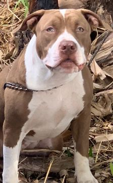 "cachorros pit monster" - Cachorros no Brasil