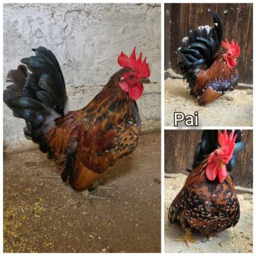 "garnizes nagasaki" no Brasil