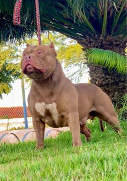"cachorros pit monster" - Cachorros no Brasil