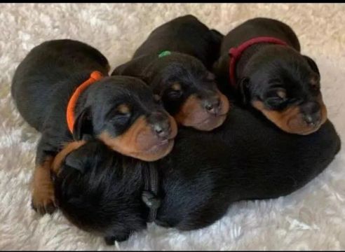 "pinscher 00 miniatura" - Cachorros no Brasil
