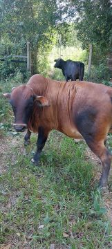 "boi mini boi" - Animais para agropecuária no Brasil