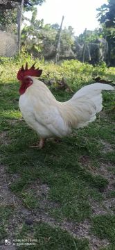 "galinhas garnizes" no Brasil