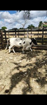 "mini vaca" - Animais para agropecuária no Brasil