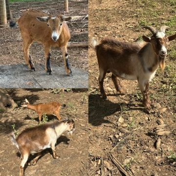 "cabras e cabritos" no Brasil