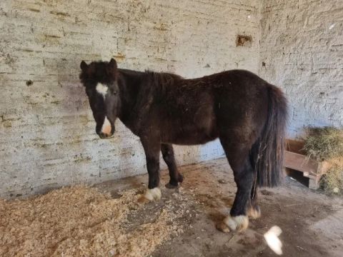 "mini ponei" no Brasil