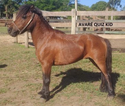 "mini ponei" no Brasil