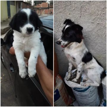 "bode filhote" no Brasil