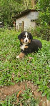 "filhotes de bernese" - Cachorros no Brasil