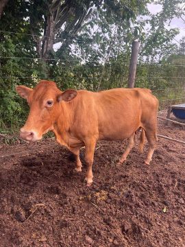 "mini vaca" - Animais para agropecuária no Brasil