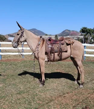 "uma mula" no Brasil