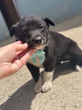 "bode filhote" no Brasil