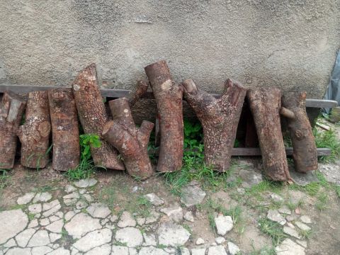 "tora de madeira" no Brasil