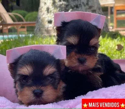 "yorkshire terrier mini" - Cachorros no Brasil