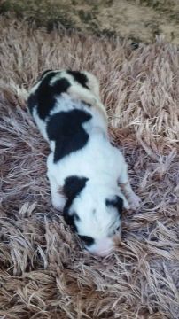 "bode filhote" no Brasil