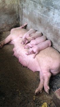 "filhotes de porcos" - Outros animais no Brasil