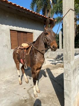 "cavalos e burros" no Brasil