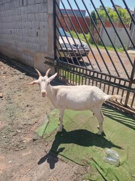 "bode filhote" no Brasil