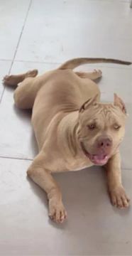 "cachorros pit monster" - Cachorros no Brasil