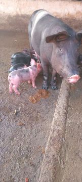 "filhotes de porcos" - Outros animais no Brasil