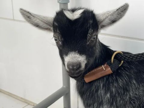 "mini cabrito" no Brasil