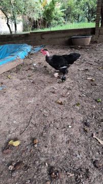 "garnizes nagasaki" no Brasil