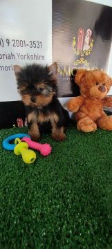 "yorkshire terrier mini" - Cachorros no Brasil