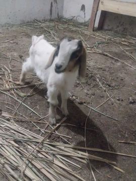 "bode filhote" no Brasil