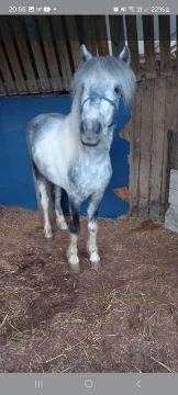 "venda de ponei" no Brasil