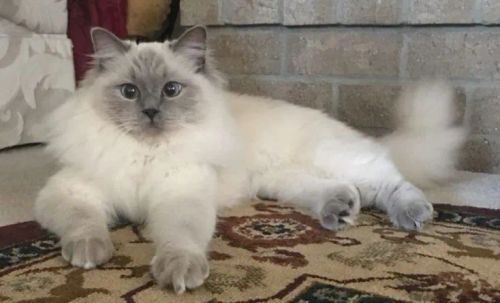 "ragdoll" - Gatos no Brasil